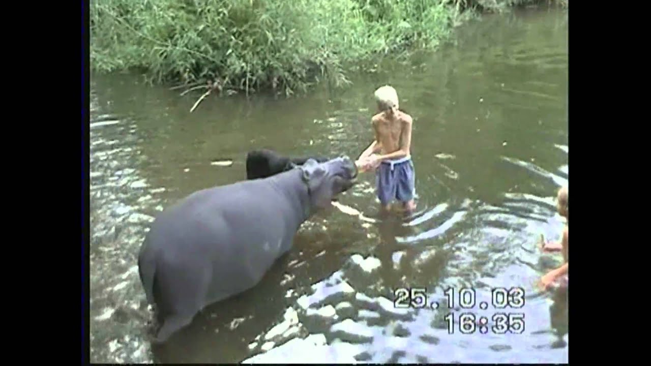 Jessica the Hippo 2003 - YouTube