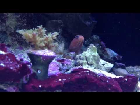 Red head jawfish - YouTube