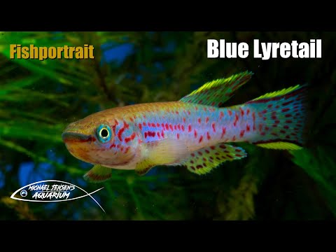 Blue Lyretail – Fundulopanchax Gardneri