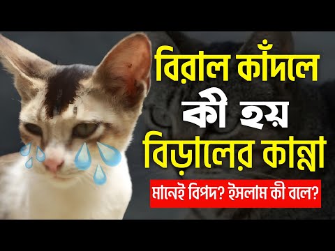 বিড়াল গভীর রাতে কান্না করা কীসের আলামত? ইসলাম কী বলে? | বিড়ালের কান্না বিপদ হয় নাকি | বিড়ালের কান্না