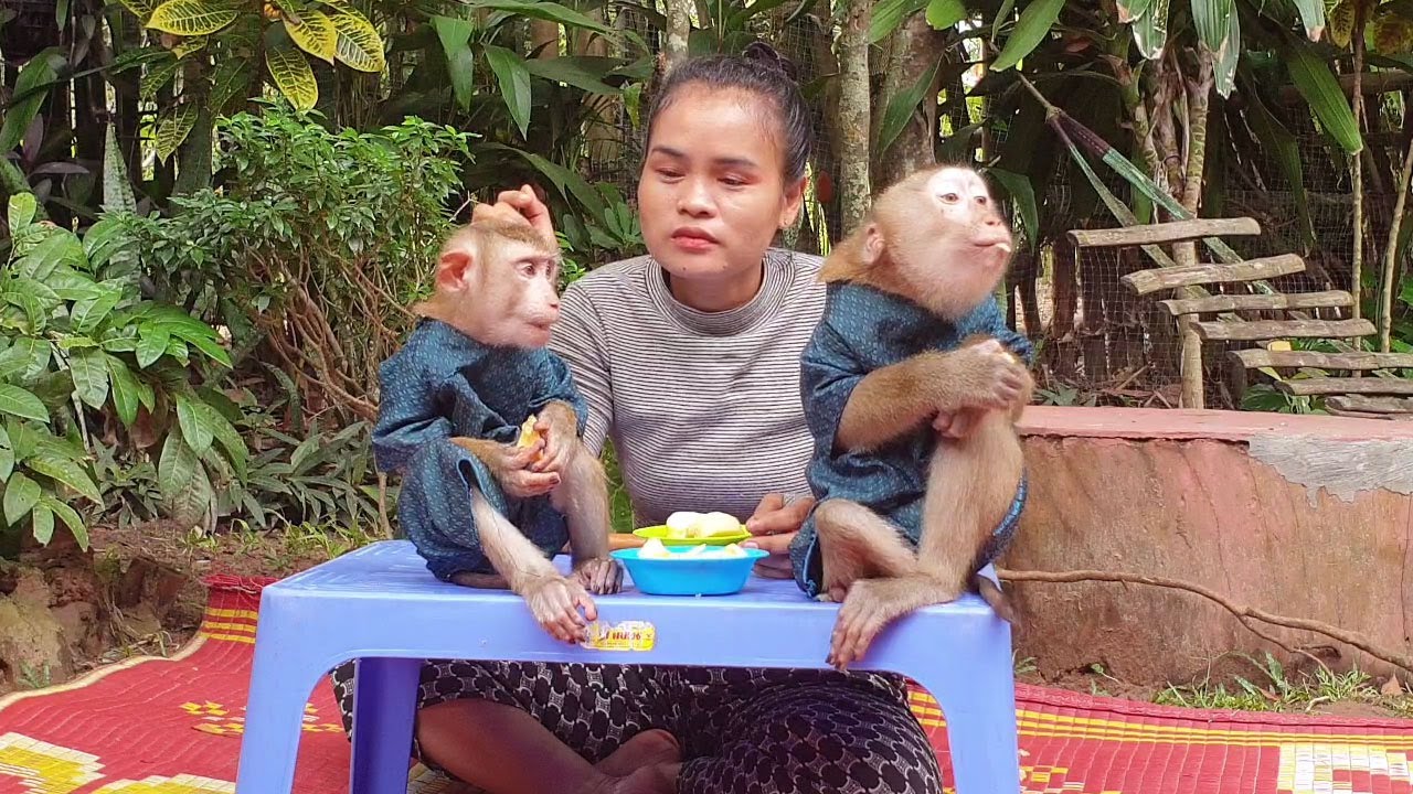 What lovely adorable Koko reaction while eating /Koko&Yoko official ...