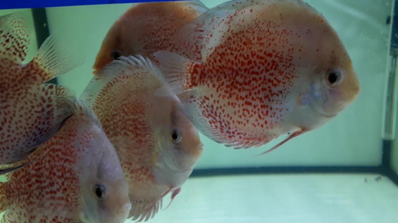 White Leopard Skin Discus - YouTube