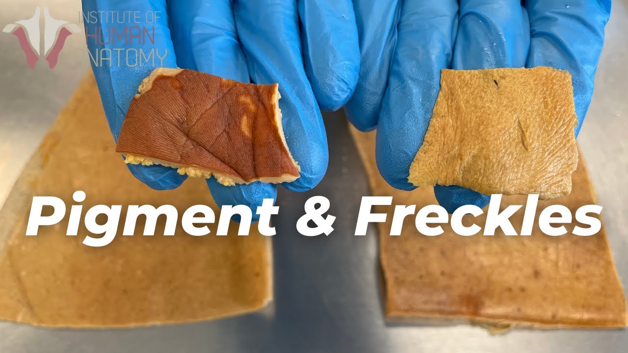 How Skin Color Works - YouTube