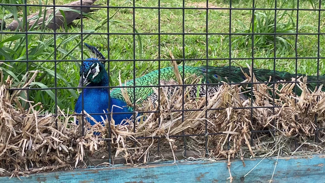 Peacock Sleeping - YouTube