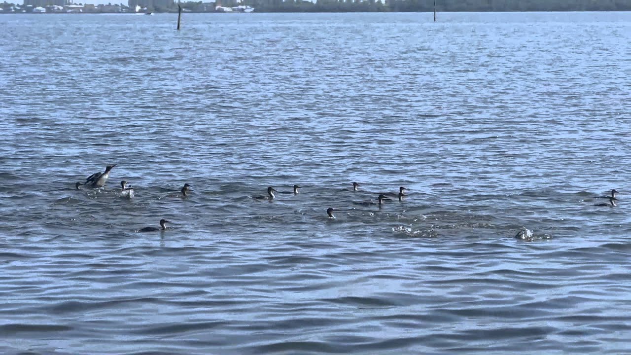 Ducks in the Indian River 3 16 2015 - YouTube