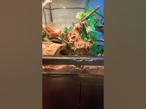 ⚠️Live feeding⚠️ Amazing ball python strike! #awsome #snake #ballpython ...