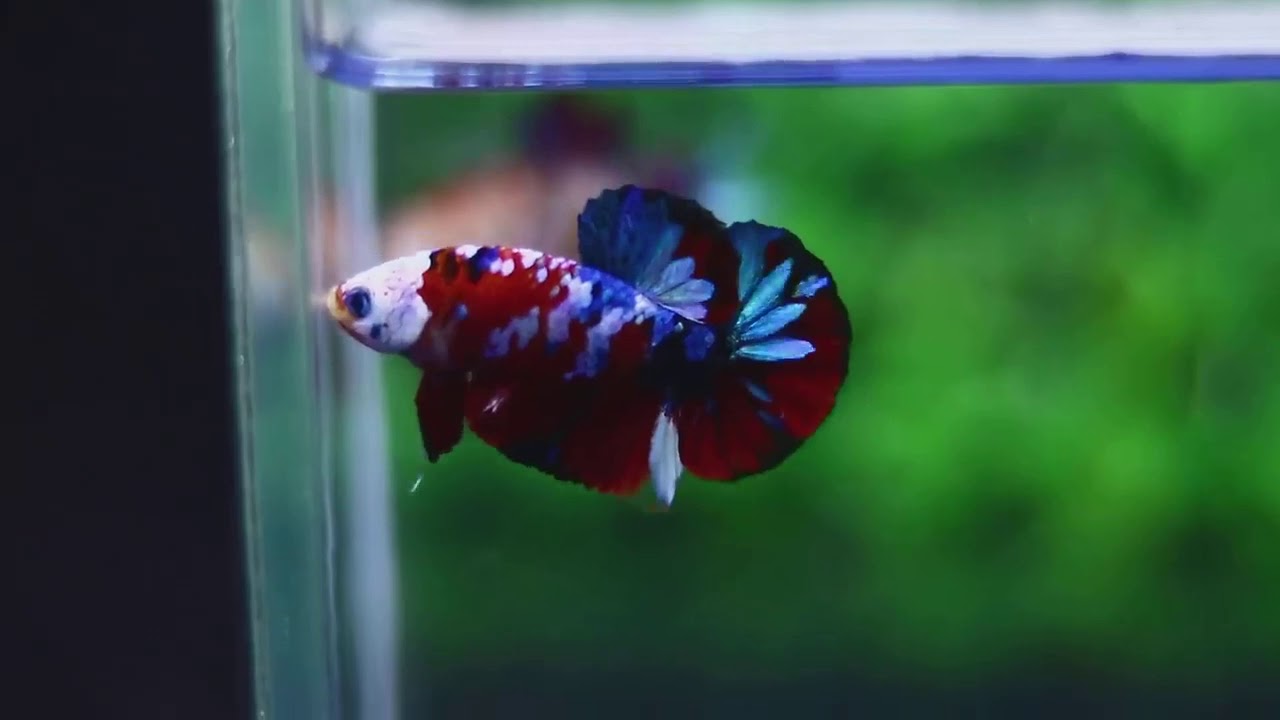 Galaxy Betta Fish - YouTube