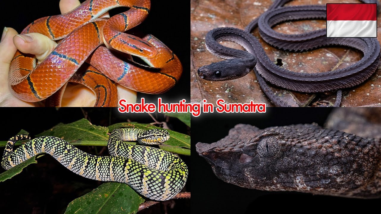 These snakes have NEVER been seen on Youtube before (~1 hour of *INSANE ...