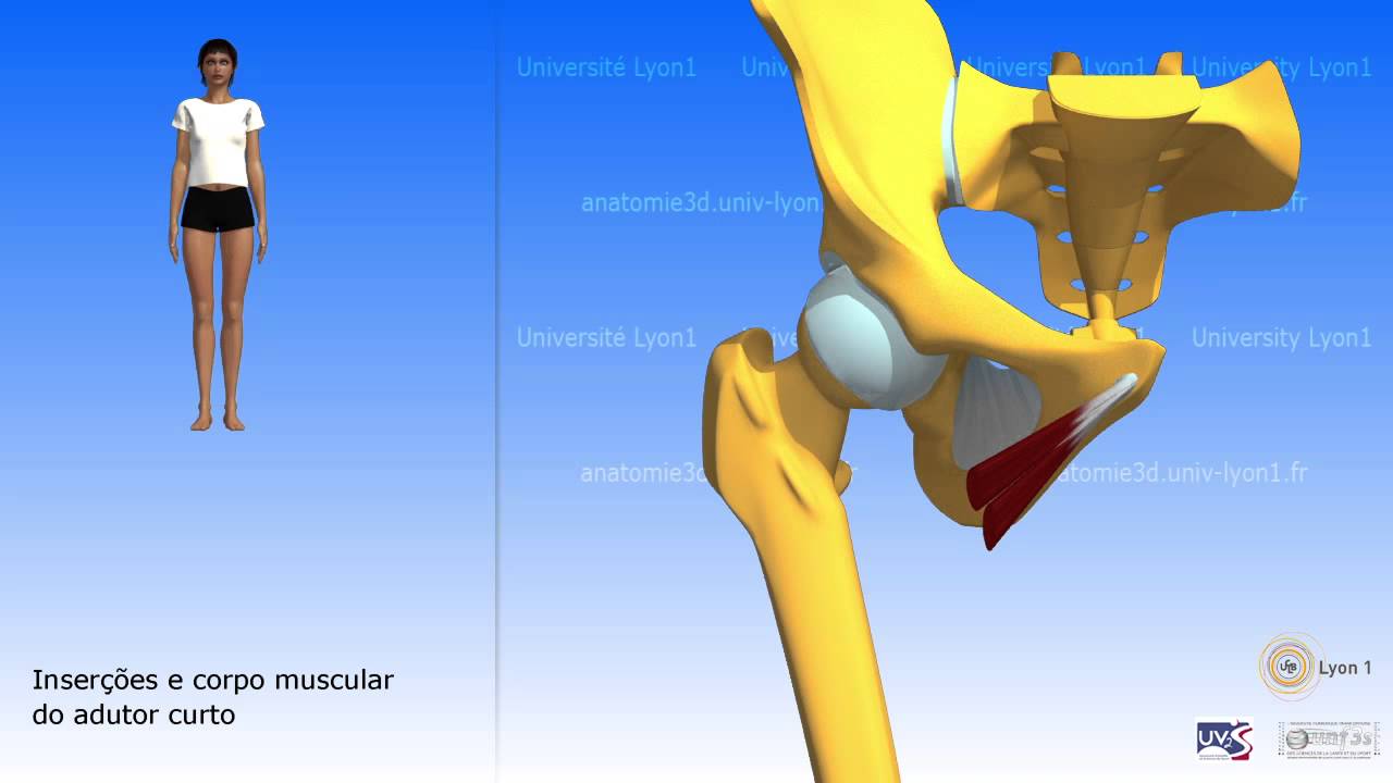 Adutores e grácil compartimento medial da coxa - YouTube