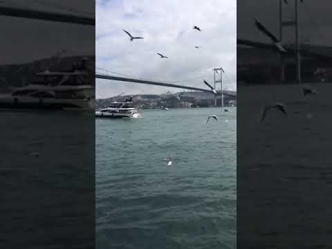 İSTANBUL ORTAKÖY BOĞAZİÇİ KÖPRÜSÜ DENİZ VE MARTILAR