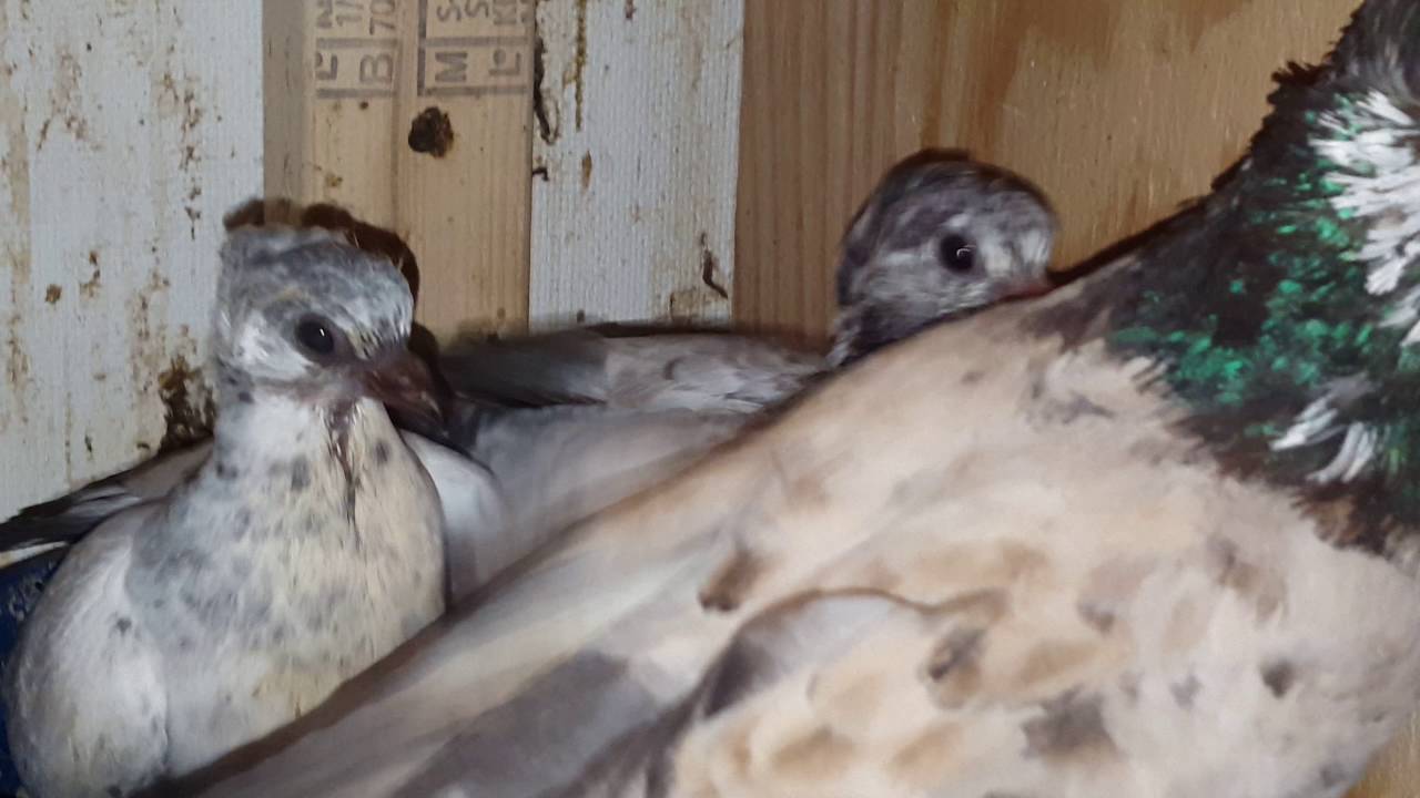 Tippler Pigeons of Carlos Reyes Young Birds and Breeder's 2016 - YouTube