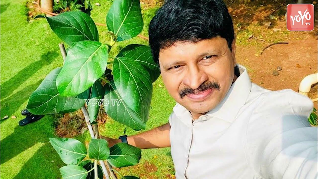 MP Santosh Kumar Plants Saplings | Green India Challenge | Happy New Year 2023 | KCR |YOYO TV ...