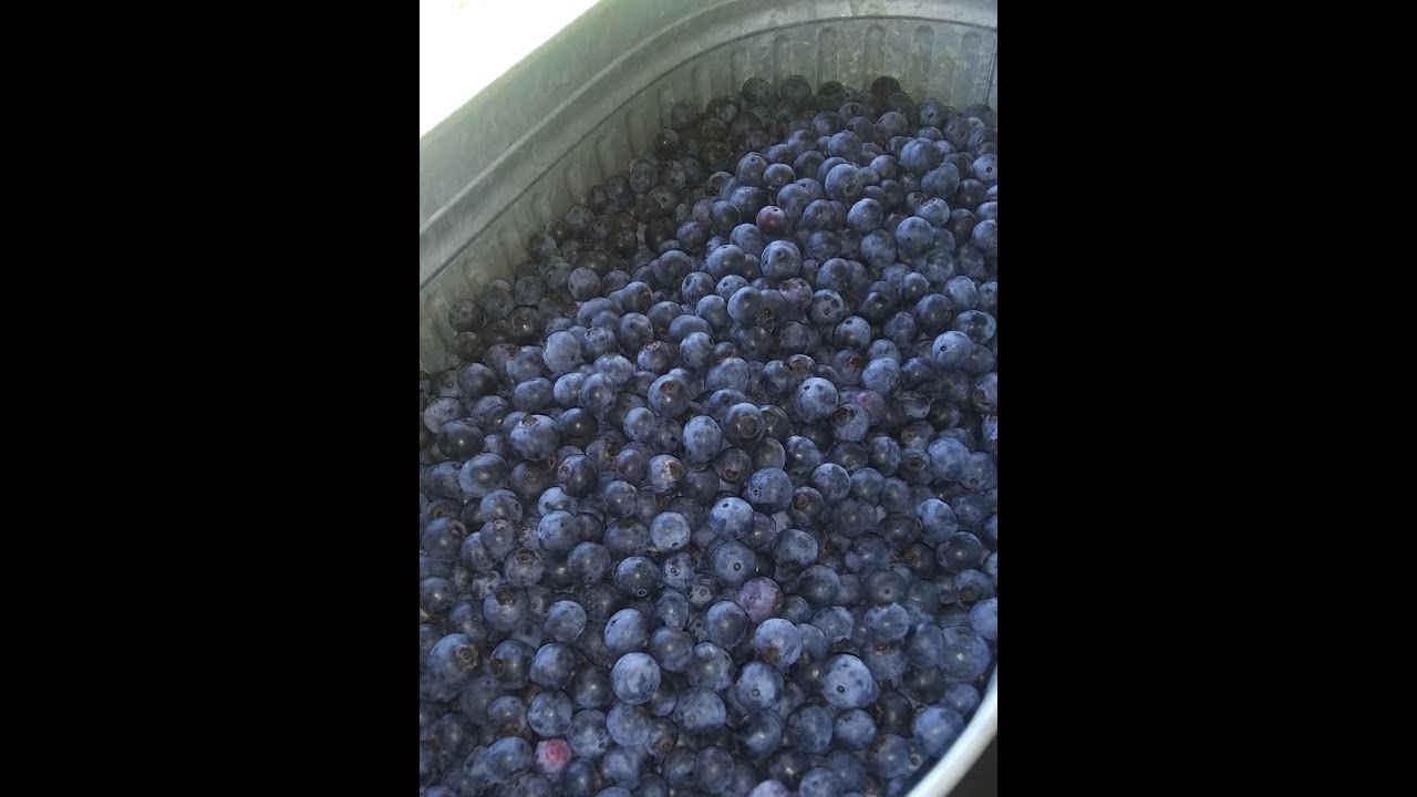 HOW to Make and CAN Blueberry JUICE / Pure and Natural Super Food # ...