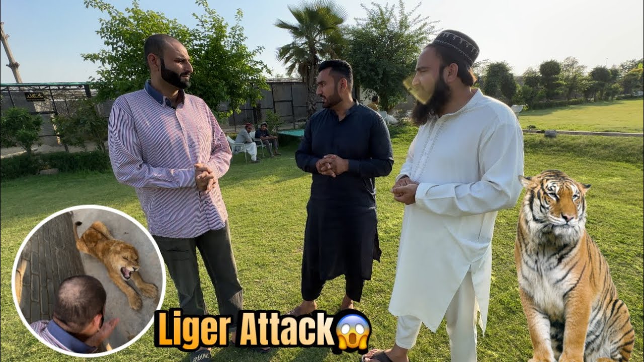 Liger Attack Karnay Lag Gya 🦁😰| julliee Tigeres Ka pao theek Ho Giya 🐅😘 ...