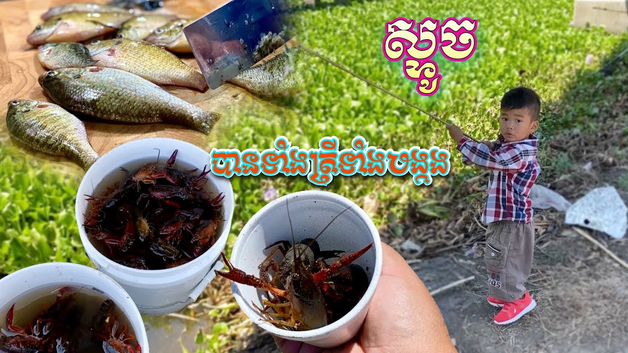 GO FISHING and GOT CRAWFISH ទៅស្ទូចត្រីបែប្រទះបង្កងក្នុងបឹងកំផ្លោក ...