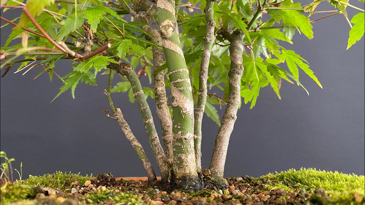 Acer Palmatum spring pruning. The Bonsai Area - YouTube