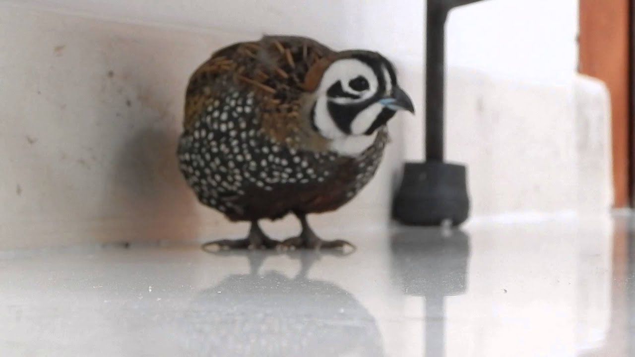 Mearns Quail Male-Montezuma Quail- Macho de Codorniz Moctezuma-Codorniz ...