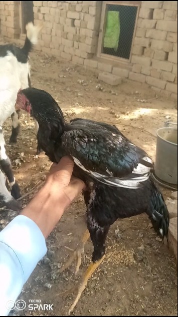 Black Aseel mushka Murga ️ fighter Aseel patha Hand training Aseel ...