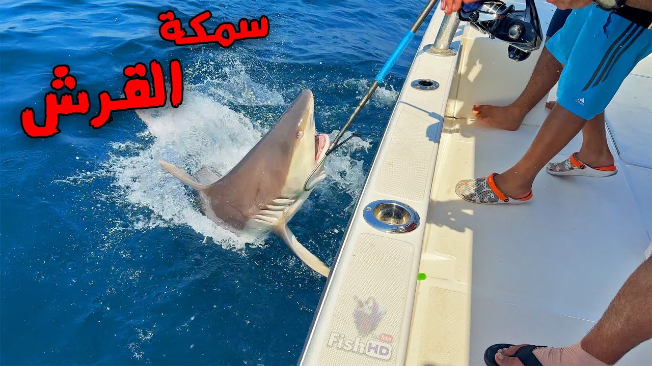 معركة مع سمكة القرش شمال البحرين وصدنه آنواع من السمك - Shark Battle ...