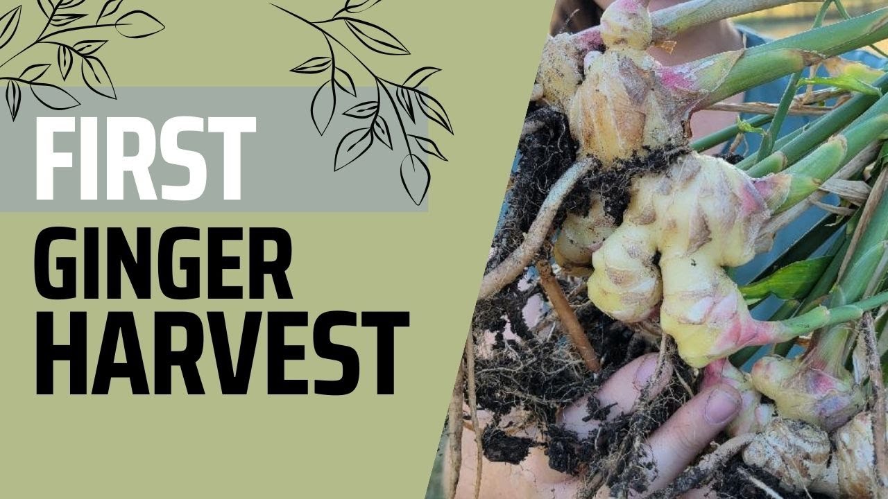 First Ginger Harvest Vlog - YouTube