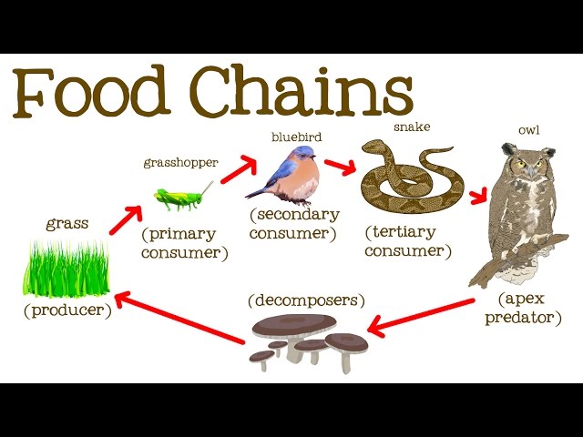 Food Web Worksheets For Middle School Food Worksheets | Free Printable