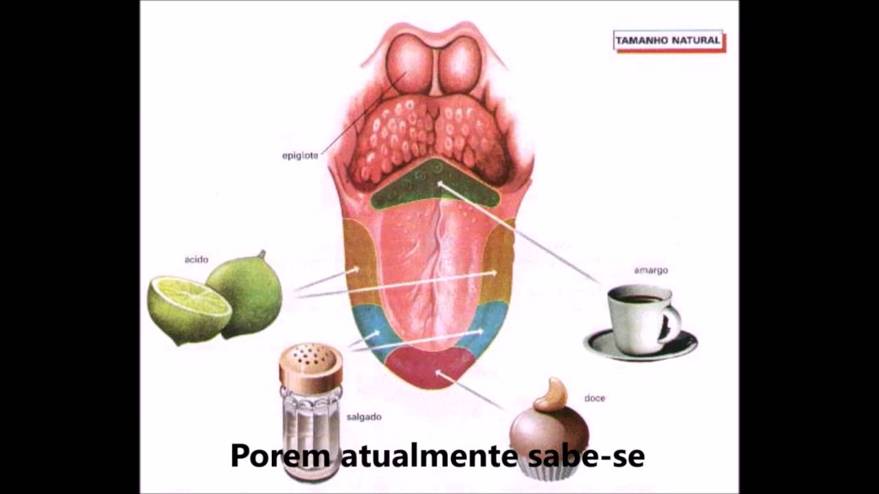 Sistema do Paladar - YouTube