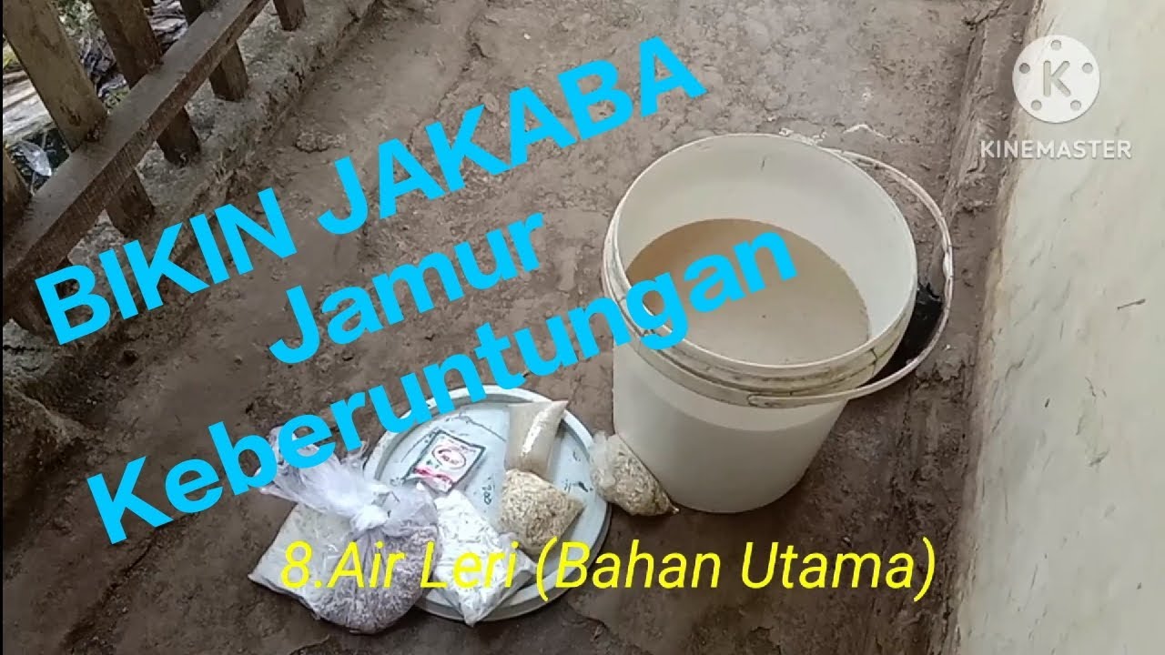 MEMBUAT JAKABA, Jamur Penting untuk proses Kompos dan penyuburan Media ...