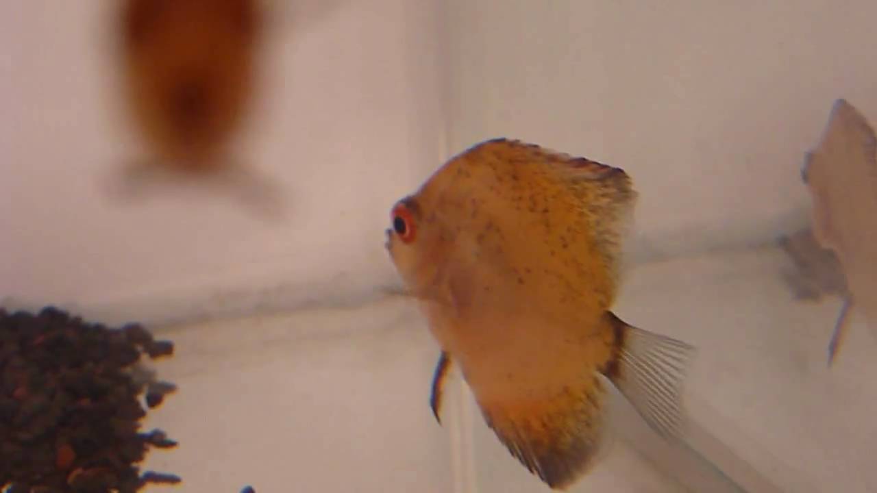 My sick Discus :( - YouTube