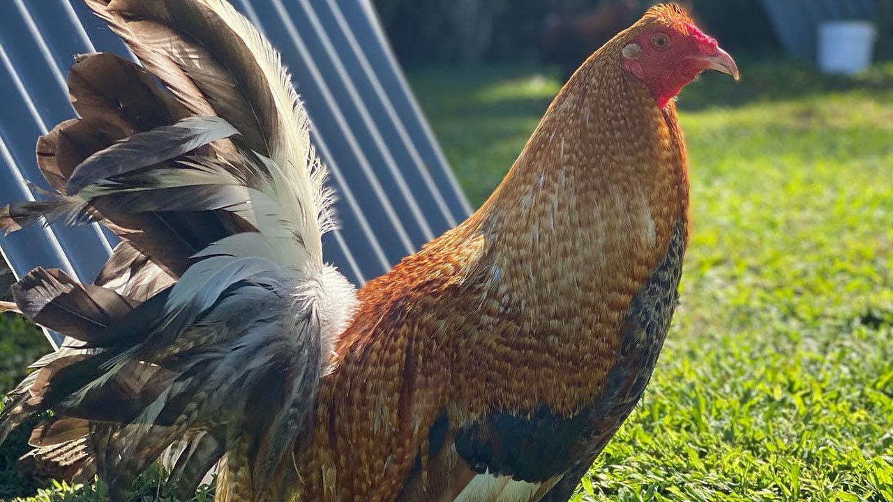 HAWAII Bulik Dom KALOPA FARM Beautiful Birds - YouTube