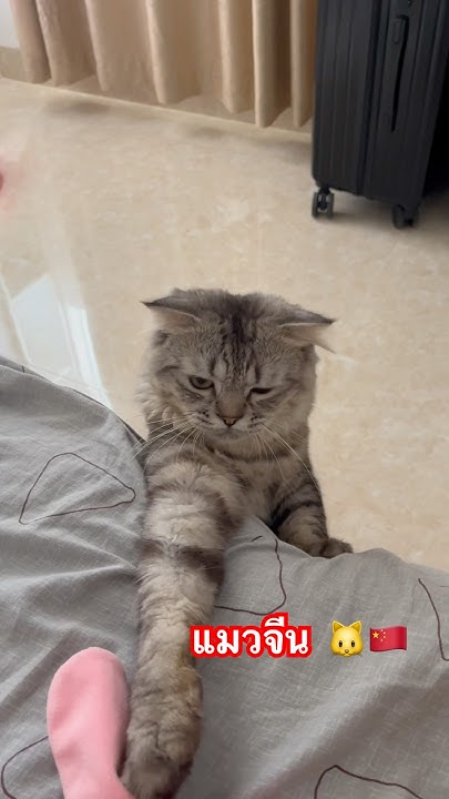 แมวจีน 🐱🇨🇳 - YouTube