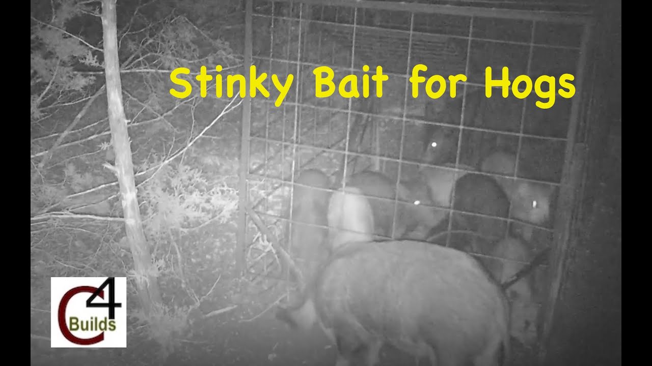Stinky bait for Hogs - YouTube