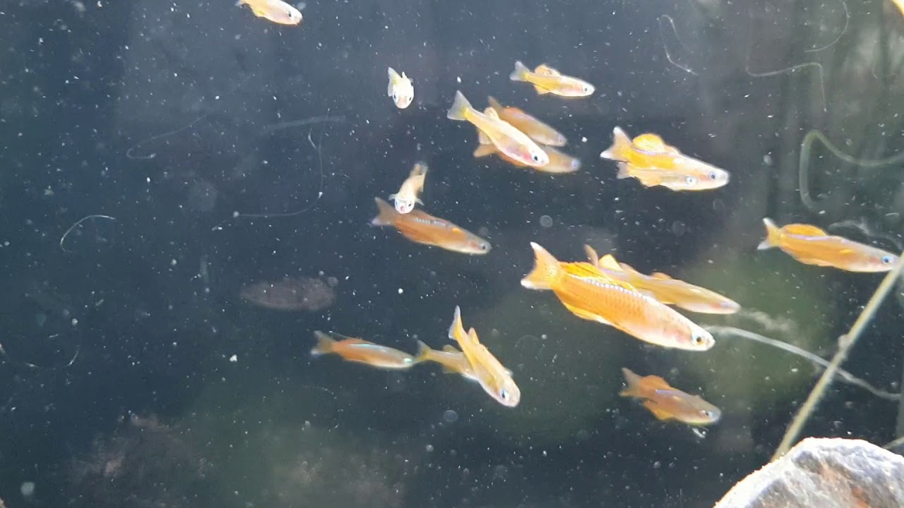 Red Neon Blue Eyes - Pseudomugil luminatus - YouTube