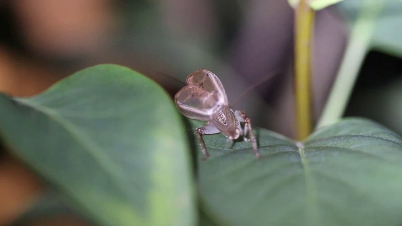 Jumping Bush Cricket singing - YouTube