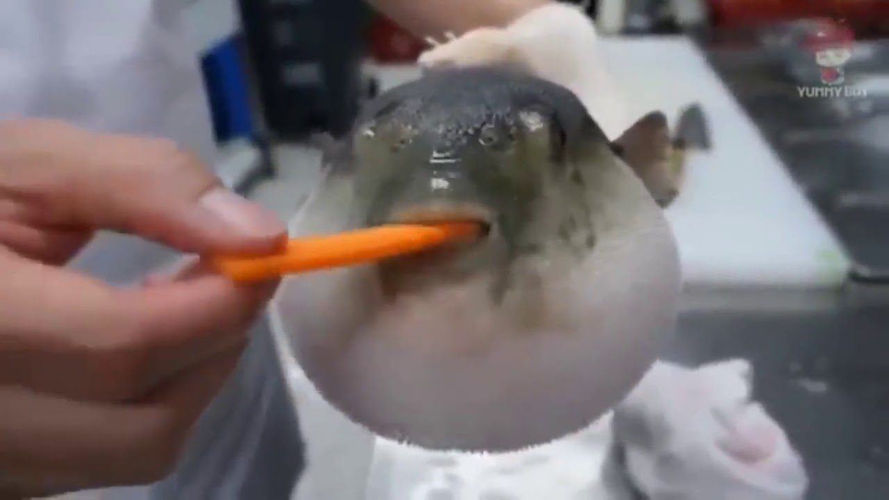 Pufferfish eating carrot - YouTube