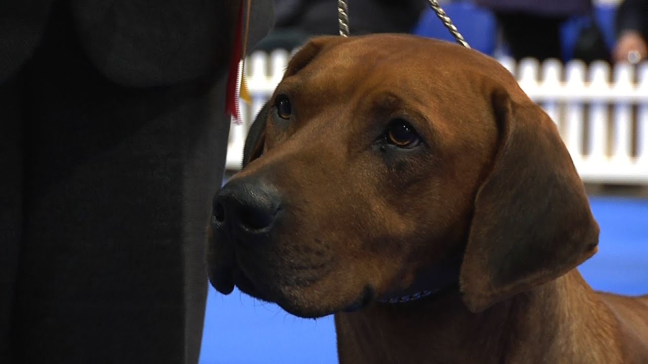 Manchester Championship Dog Show 2016 - Hound group - YouTube