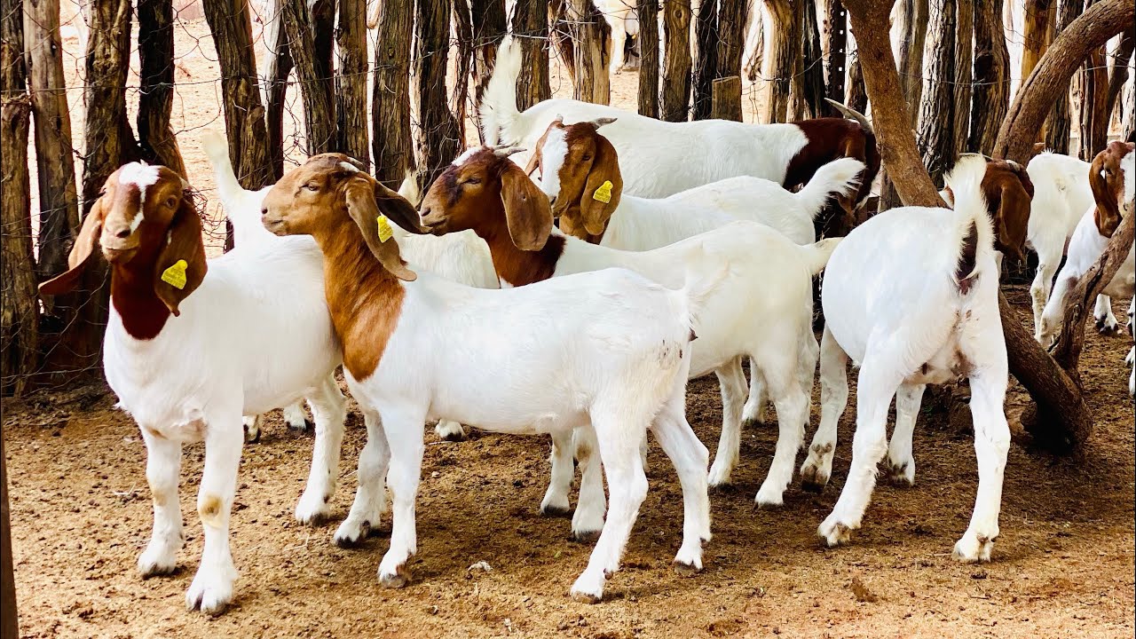 New kids arrived & we are giving our goats injection with vitamins ...
