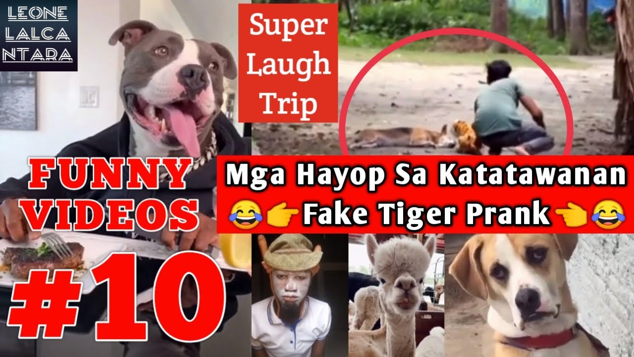 Fake Tiger Prank - Funny Tiktok Compilation | Pinoy Funny Videos ...