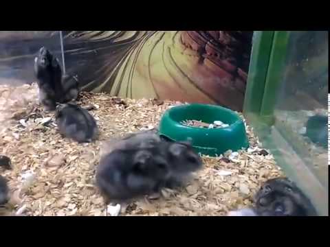 Ismail Zahri - YouTube