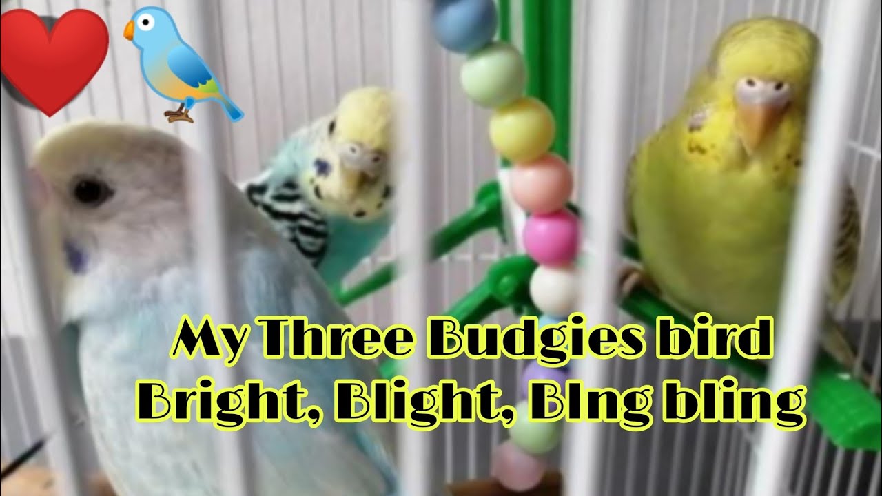 Budgie Birds: Hello my new member kami si Bling Bling.. - YouTube