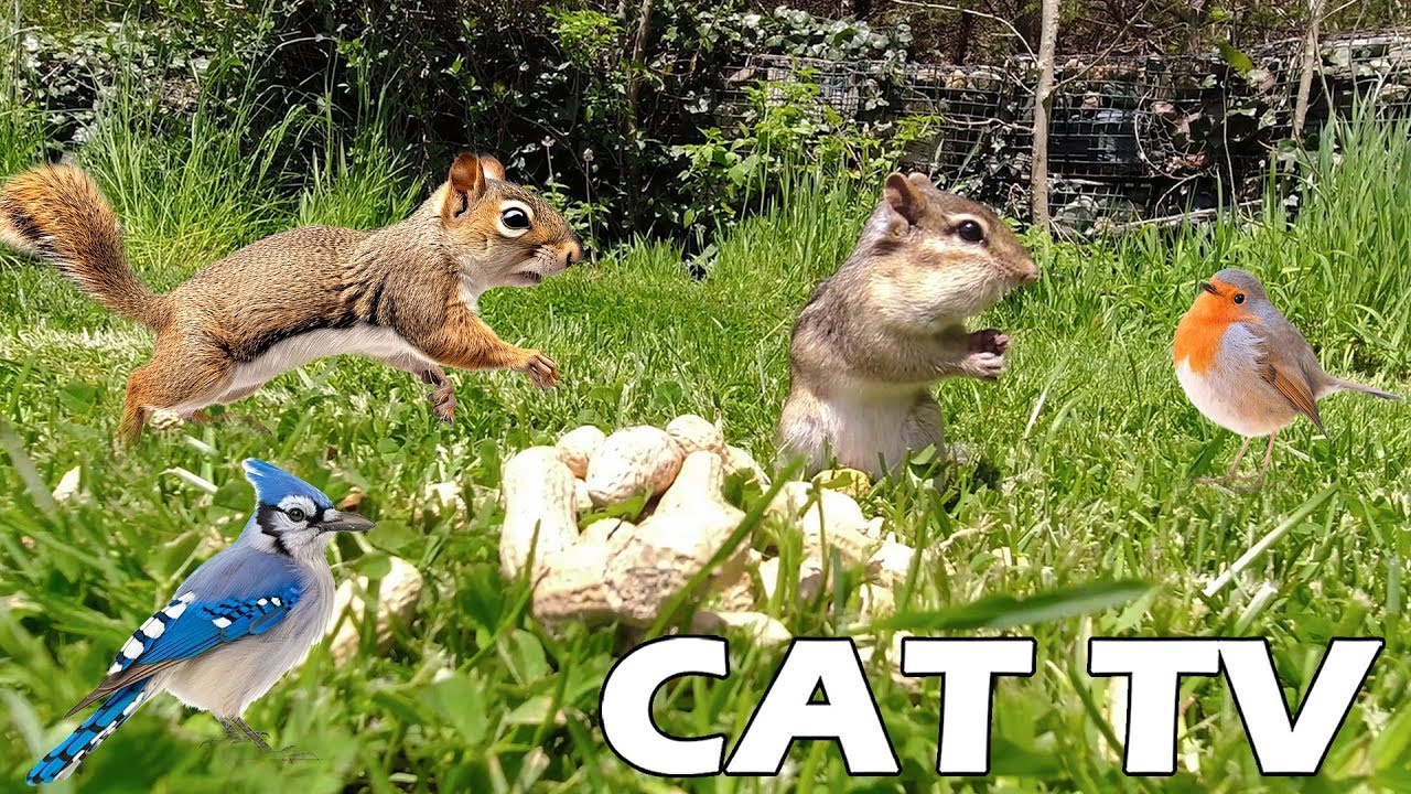 TV FOR CAT AND DOG When Home Alone🐶😸 Squirrels And Birds Watching 🐿🦜 ...