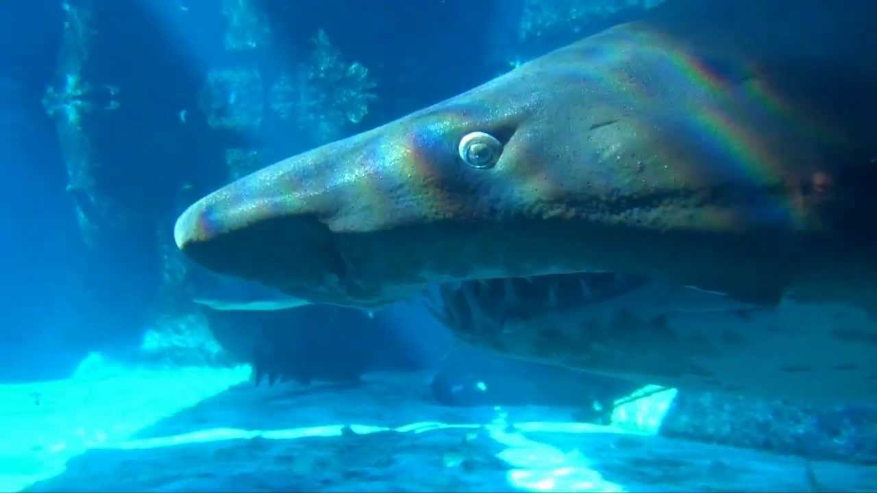 uShaka Sea World - Behind the scenes - YouTube
