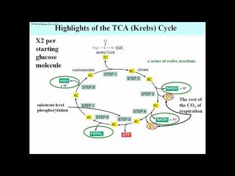 159 Highlights of the Krebs Cycle - YouTube
