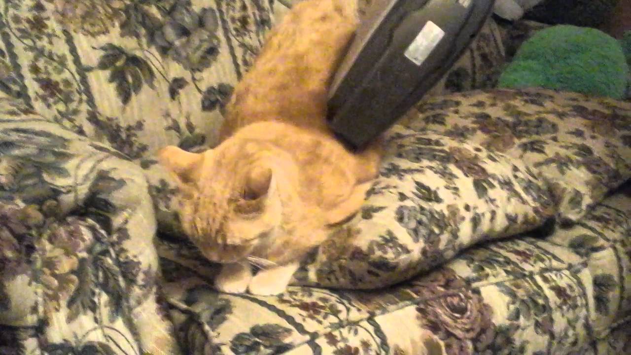 Cat loves dust buster - YouTube