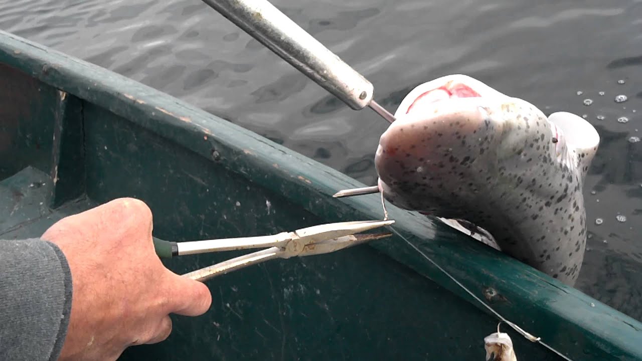 Capitola fishing mike c hooks shark - YouTube