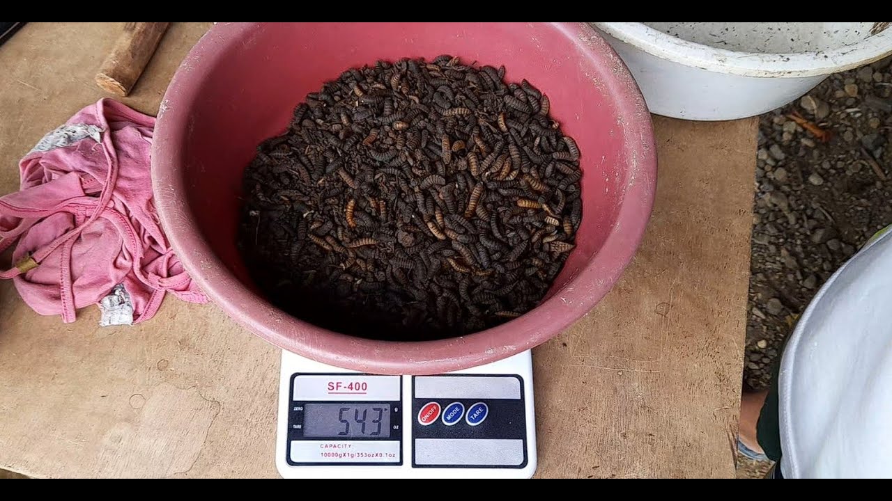 Black Soldier Fly Farming - Things inside the BSF Love Cage E4S2 4K HD ...