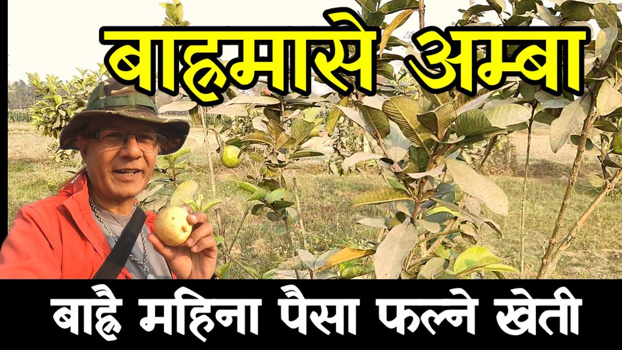 बाह्रमासे अम्बा, जहिले पनि खान र बेच्न सकिने // guava farming in Nepal ...