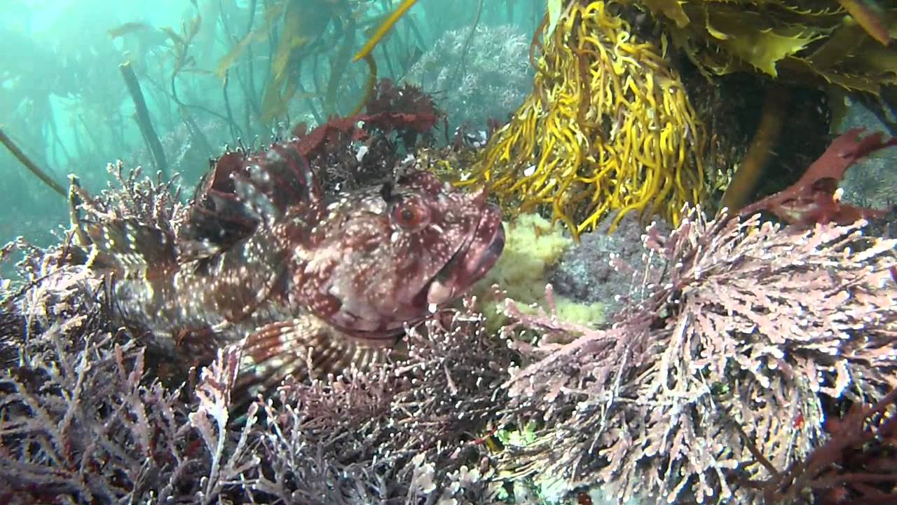 Cabezon Nesting - YouTube