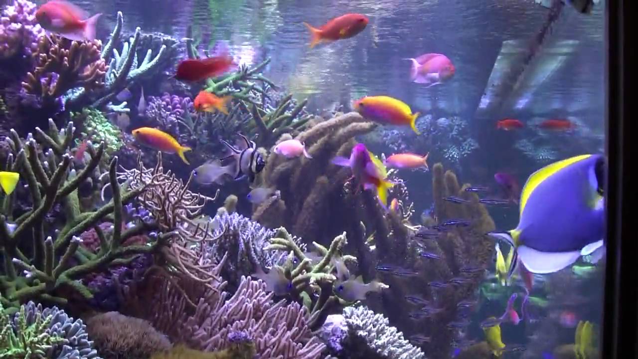 Mr David Saxby's Marine Tank HD - YouTube
