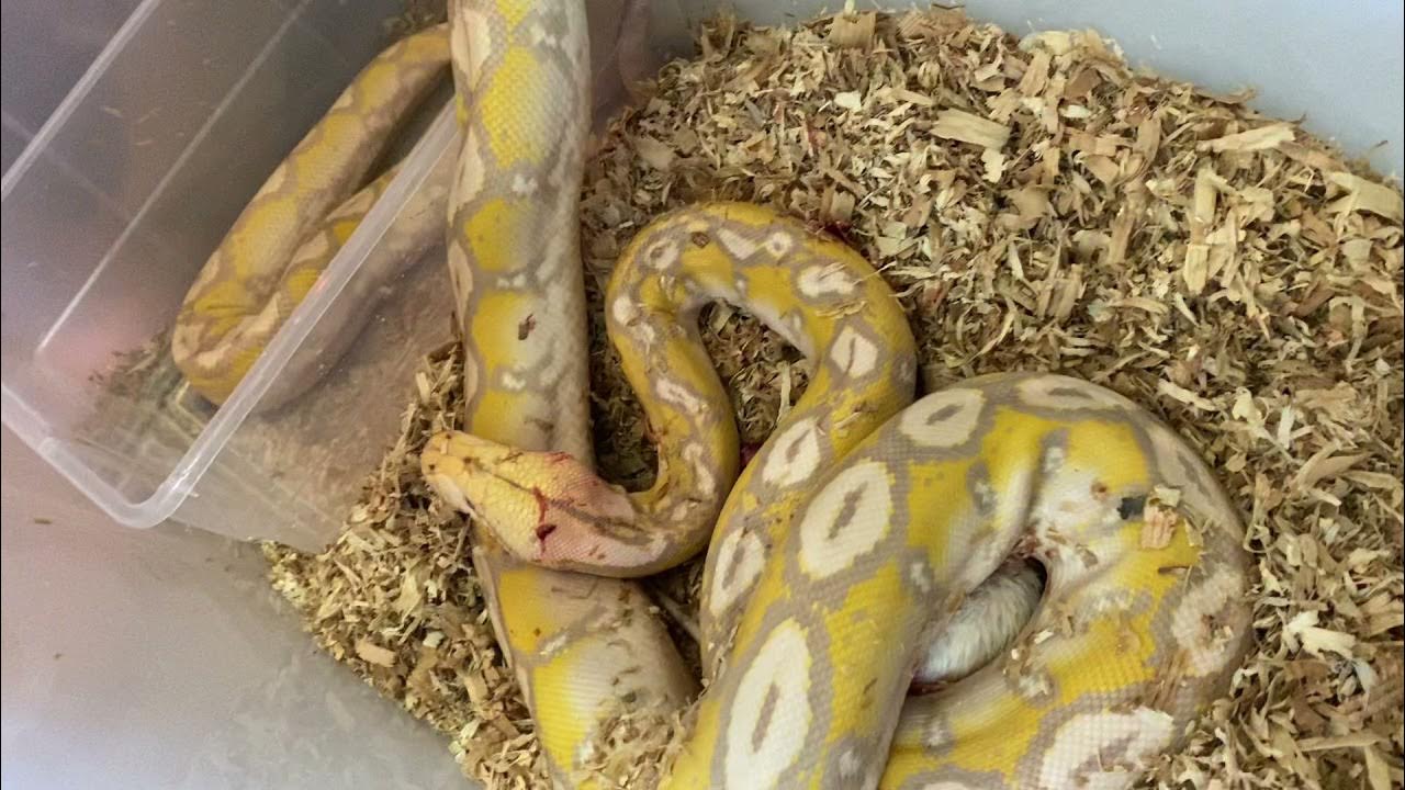 Reticulated python feeding - YouTube