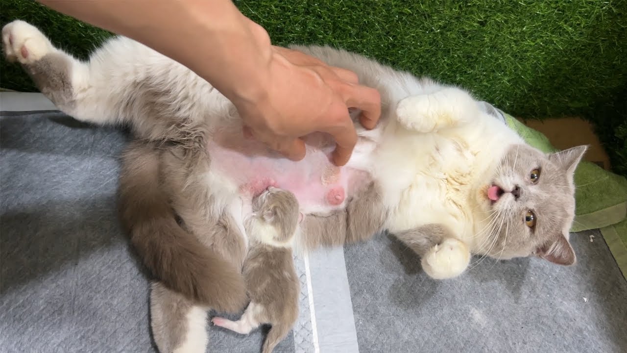 Newborn kitten screaming for food - YouTube